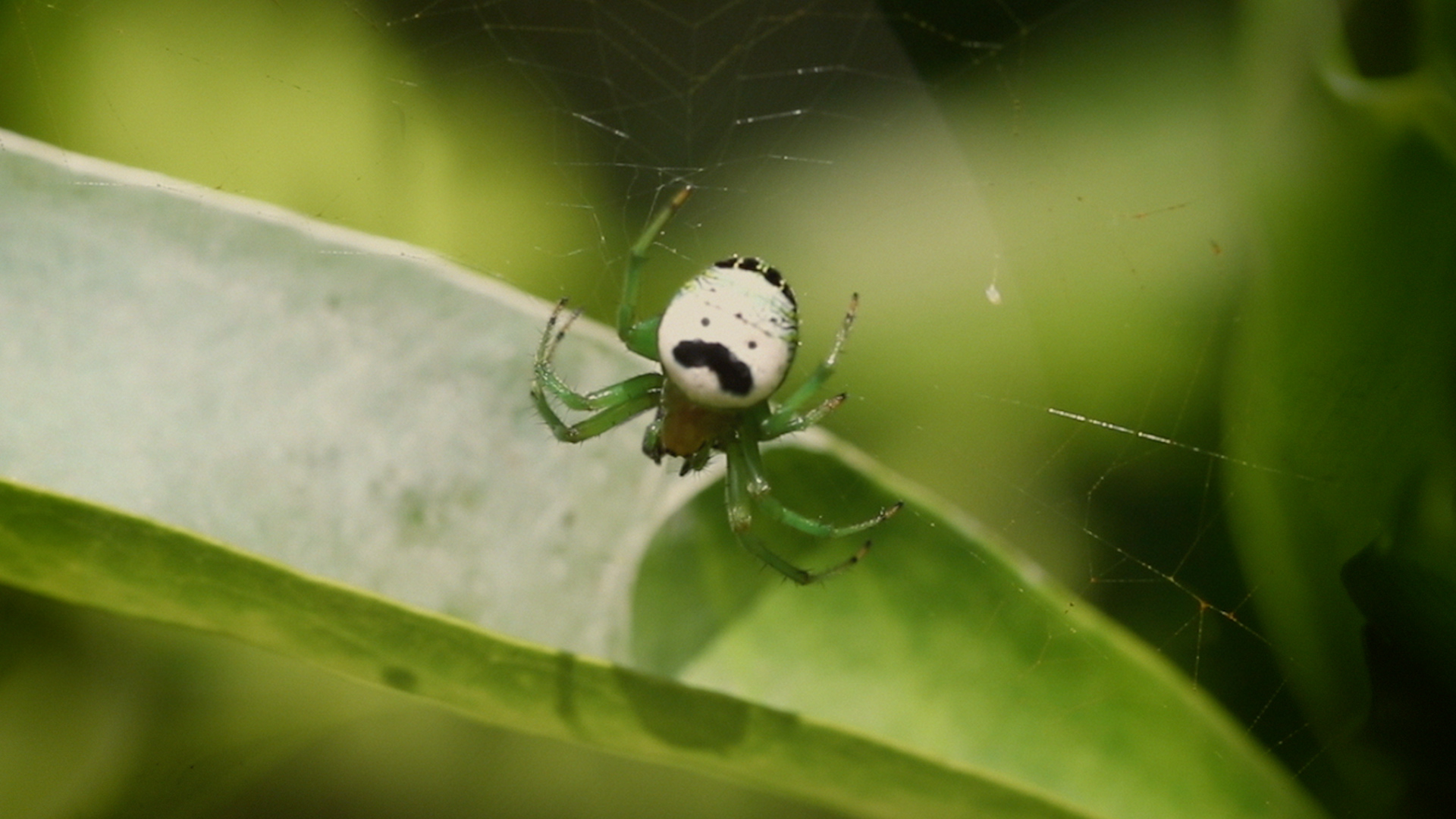 The Pringles Spider - division7
